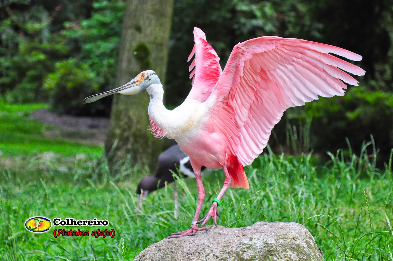 ORNITOLOGIA: Colhereiro (Platalea ajaja)